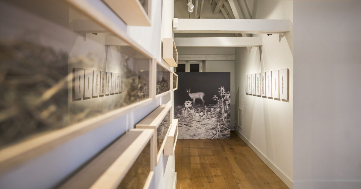 Museum Jan Cunen | The Animal Farmacy - Camping Cunen #2
